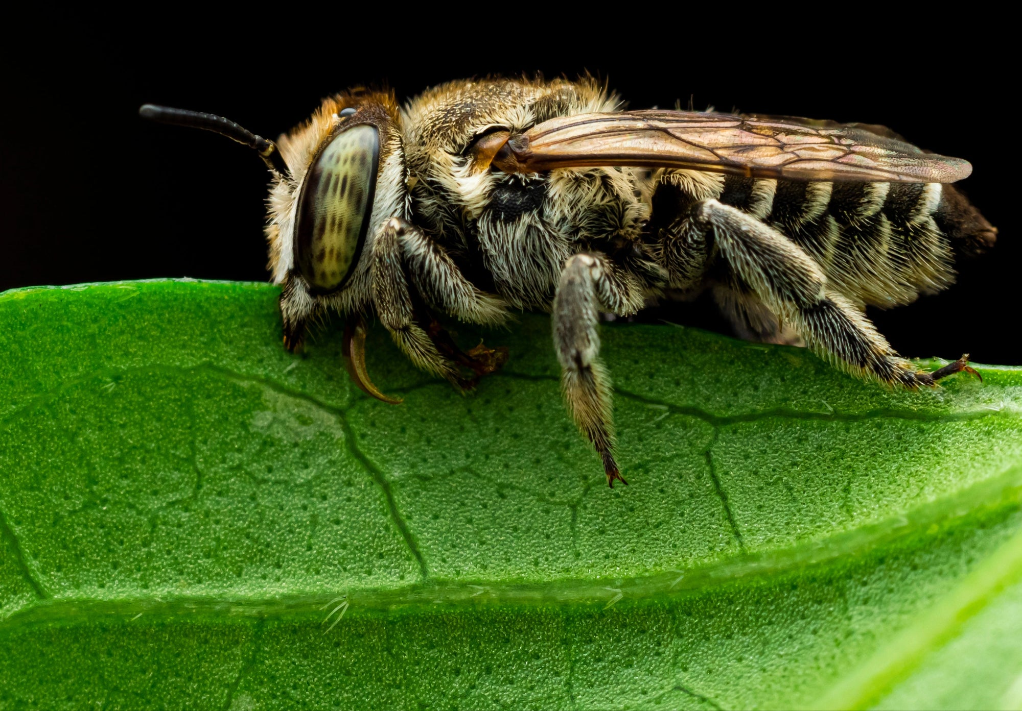 Leafcutter Bees NZ – Gentle Bee Co